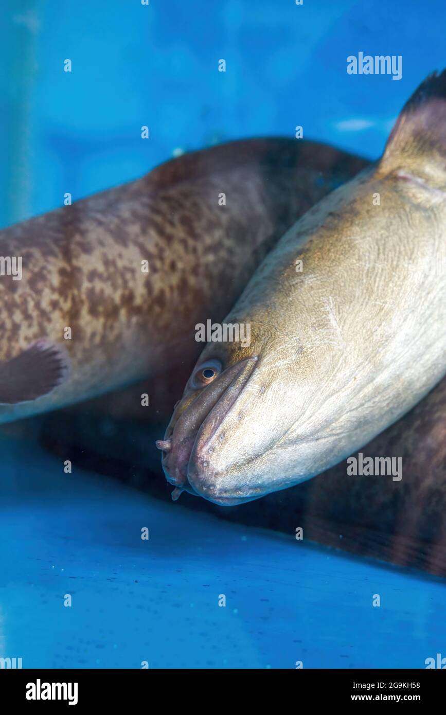 Fish farming australia hi-res stock photography and images - Alamy