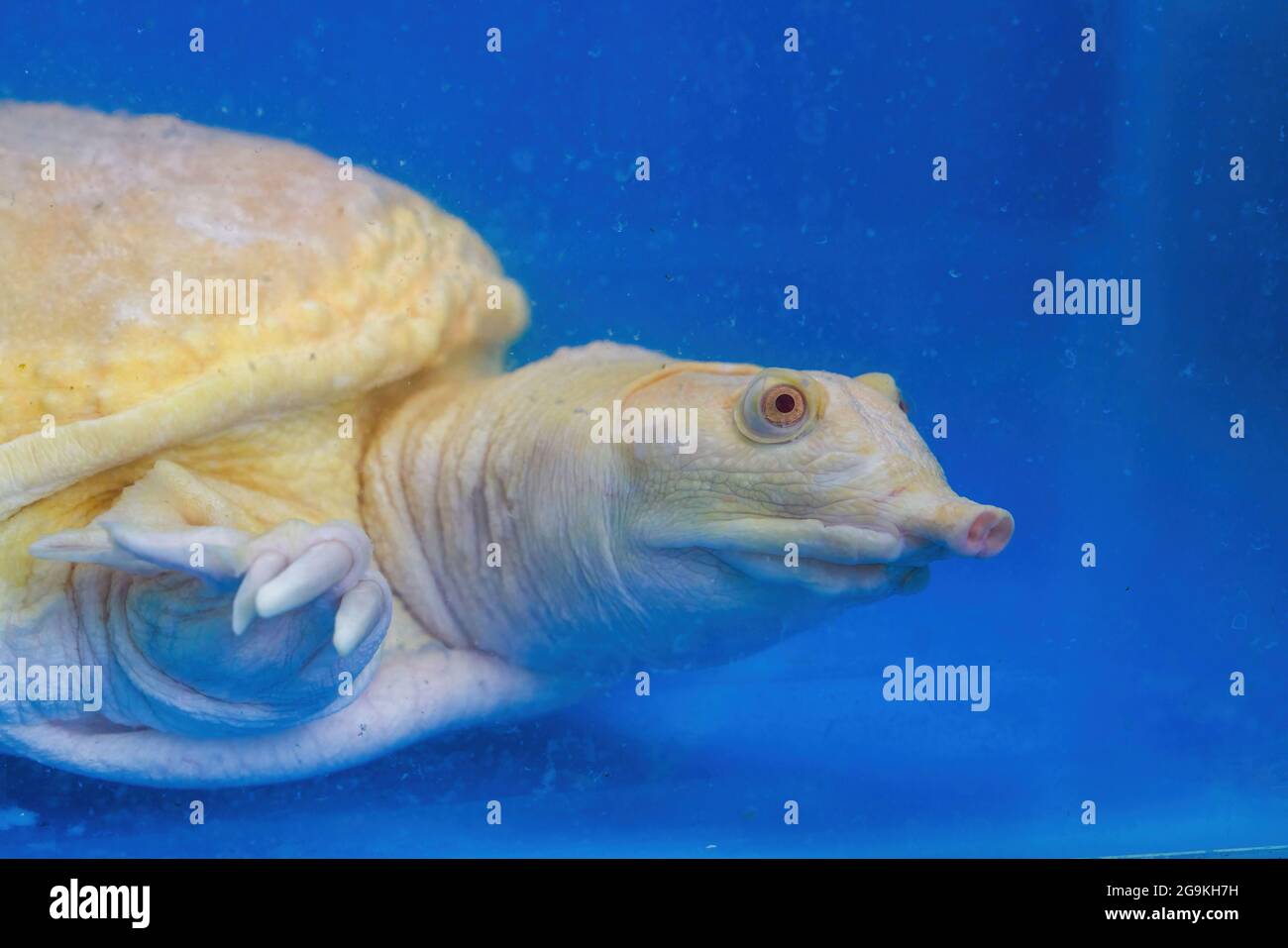 Farmed cute hi-res stock photography and images - Alamy