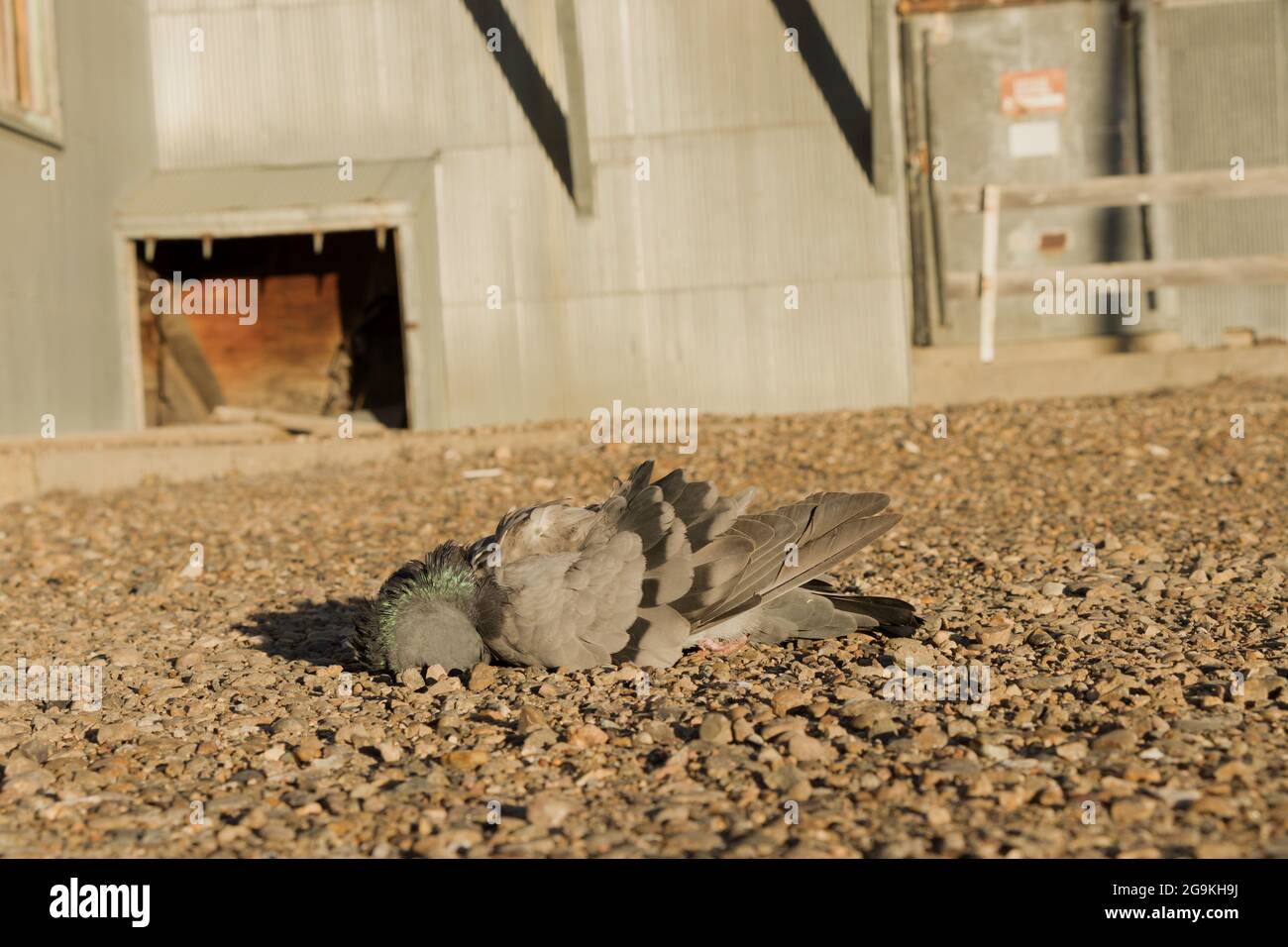 Dead pigeon on the ground Stock Photo - Alamy