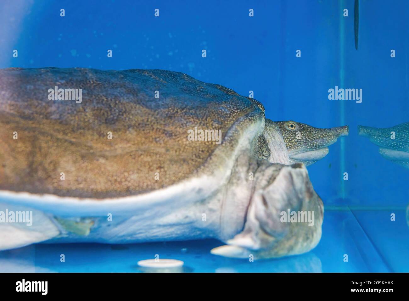 Close-up of a fierce farmed turtle Stock Photo - Alamy