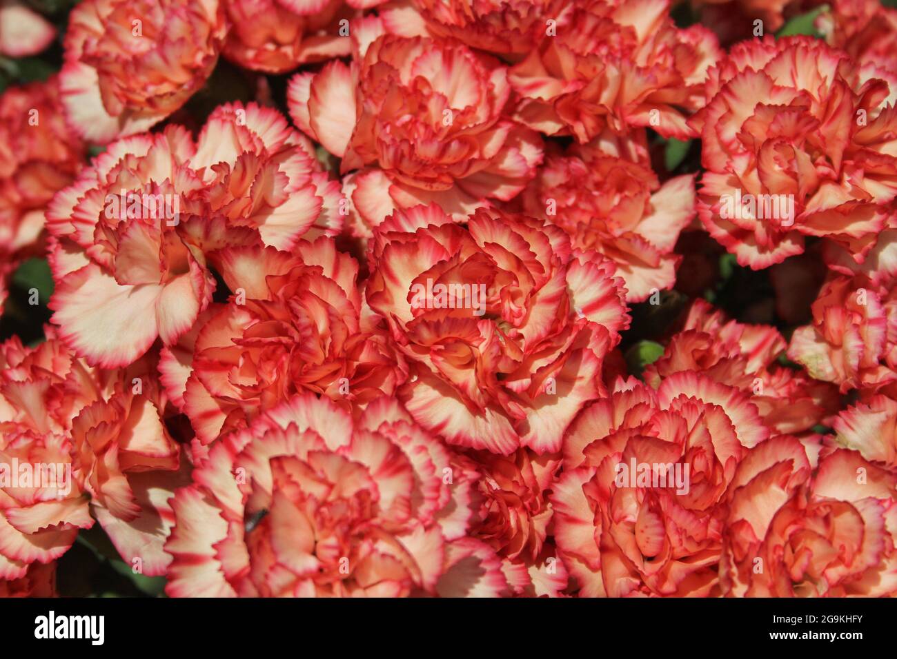 Orange Carnaitions, Dianthus carophyllus closeup Stock Photo - Alamy