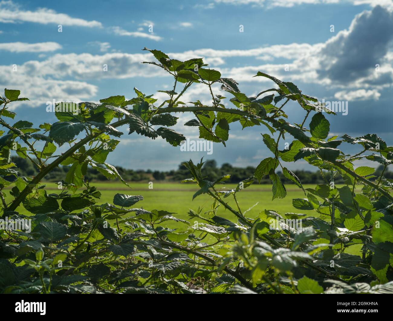 Bramble bush hi-res stock photography and images - Alamy