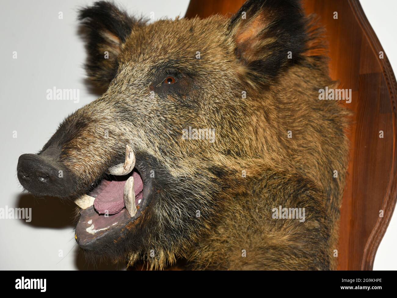 A stuffed wild boar with tusks on the wall Stock Photo - Alamy