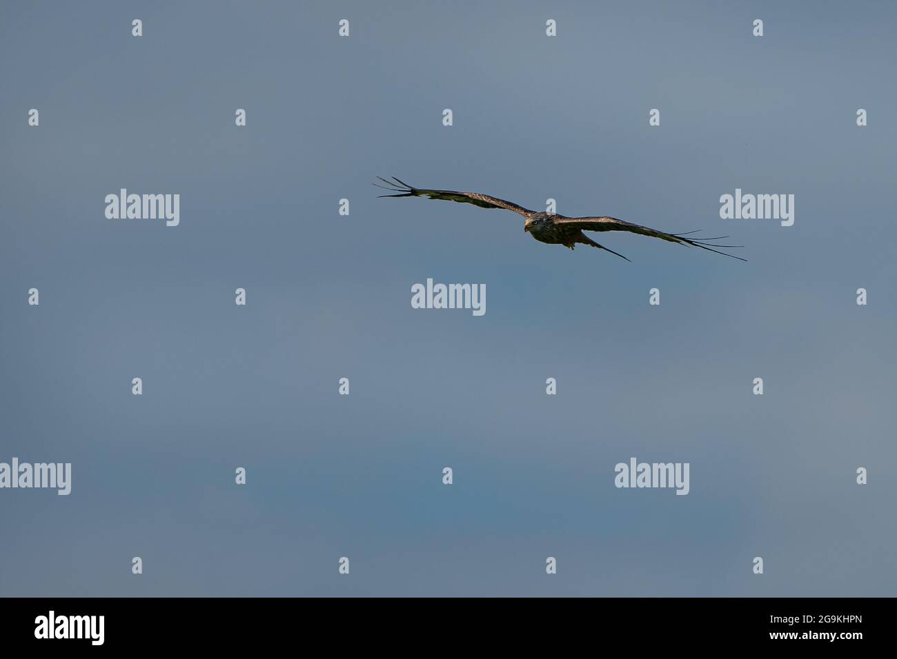 Black harrier hi-res stock photography and images - Alamy