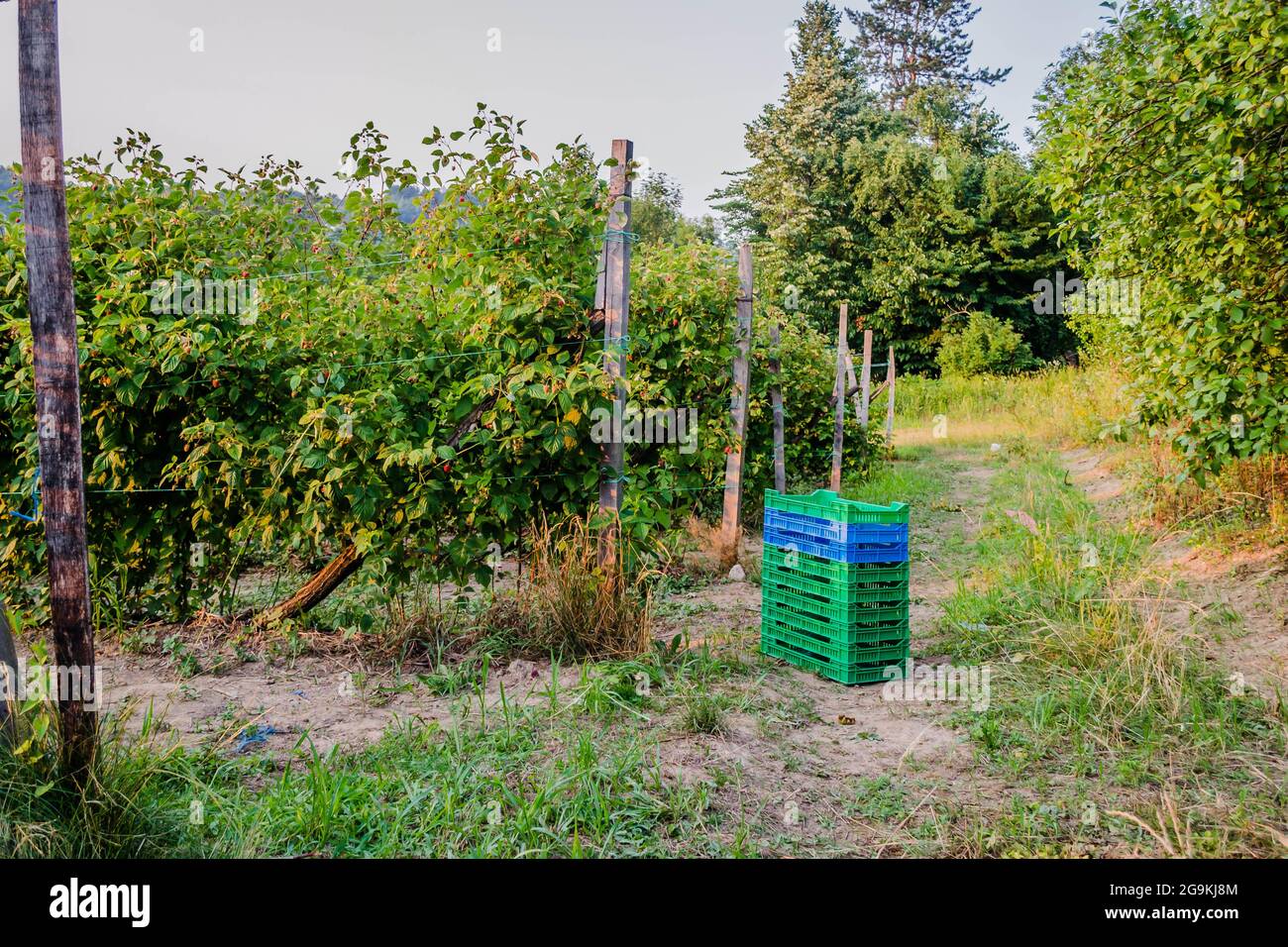 Plastic boxes with picked raspberries, stacked on top of each other ...