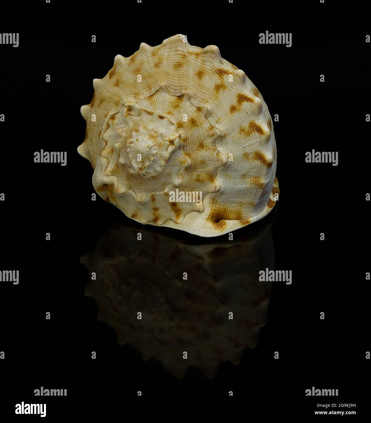 Spiral Seashell Black White High Resolution Stock Photography and ...