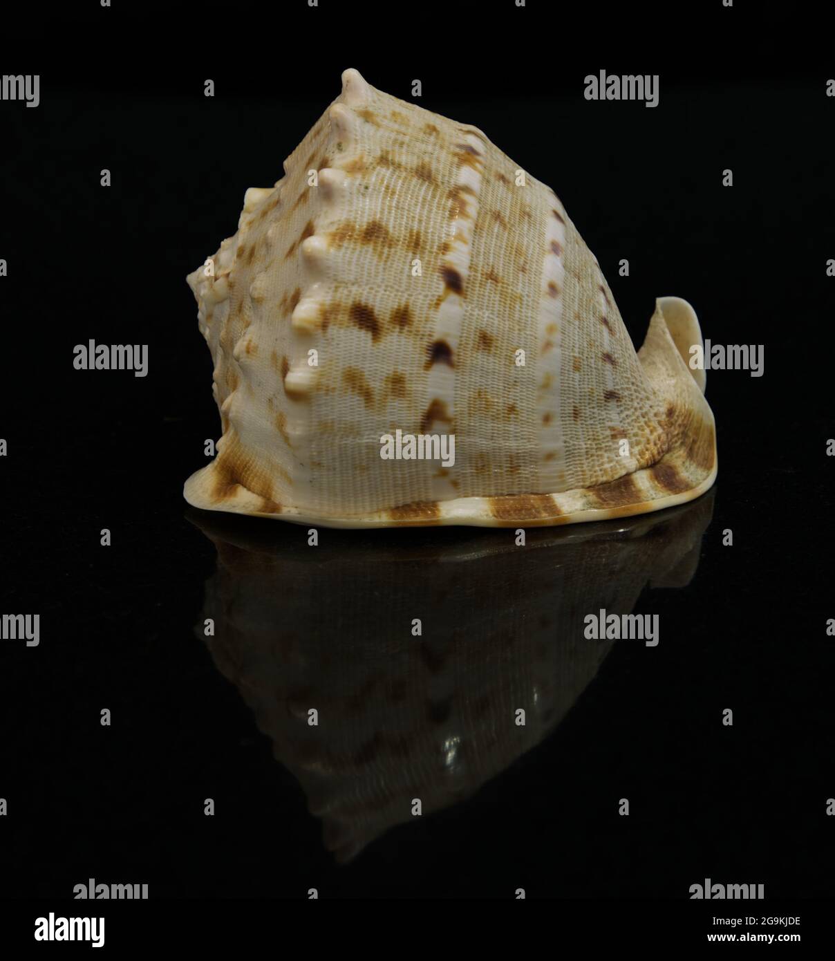 Horned helmet sea shell hi-res stock photography and images - Alamy