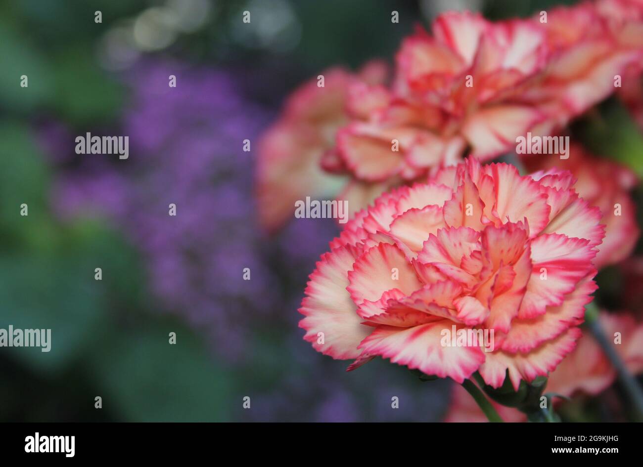 Carnaitions, Dianthus carophyllus with purple flowers Stock Photo - Alamy