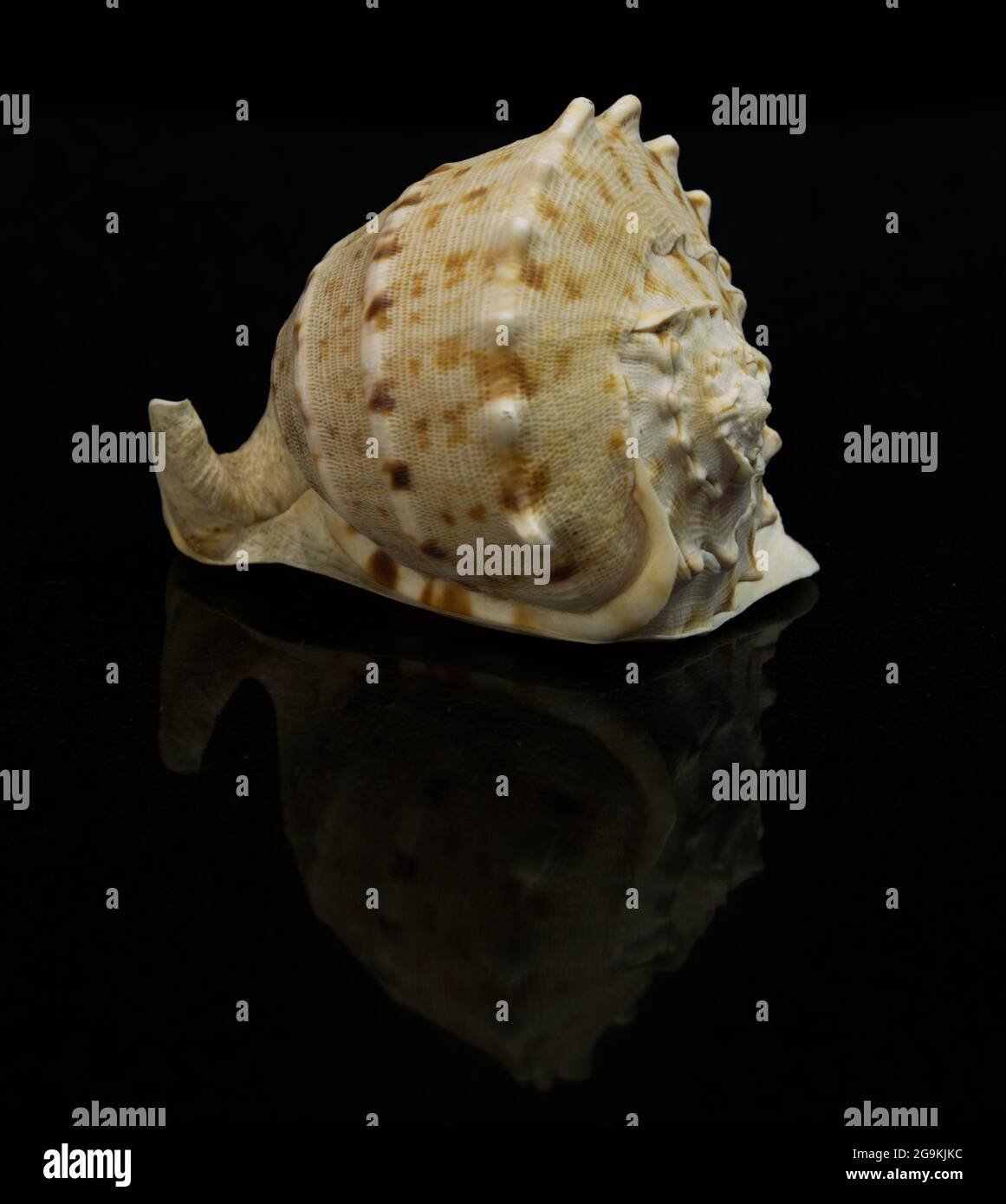 Spiral seashell black white hi-res stock photography and images - Alamy