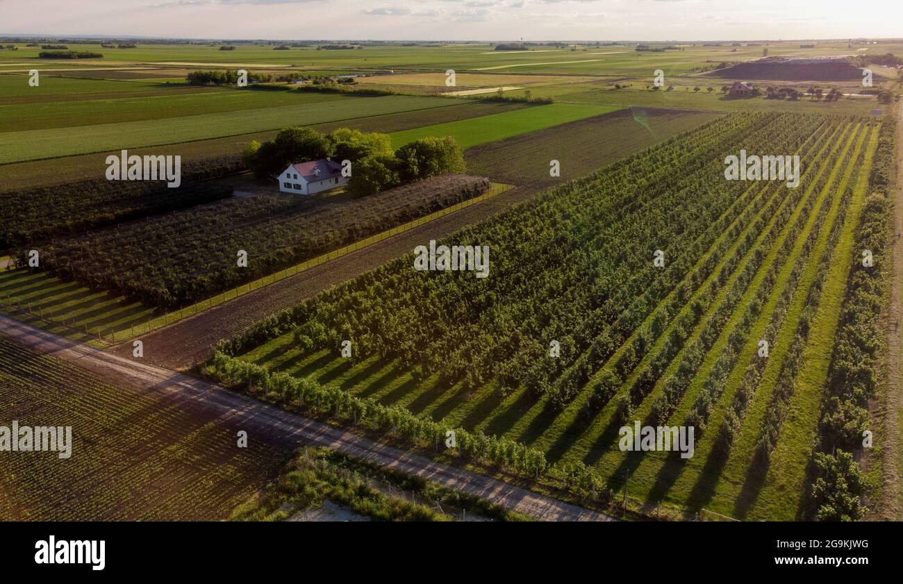 Ripe apples in an small orchard farm ready for harvesting, covered with ...