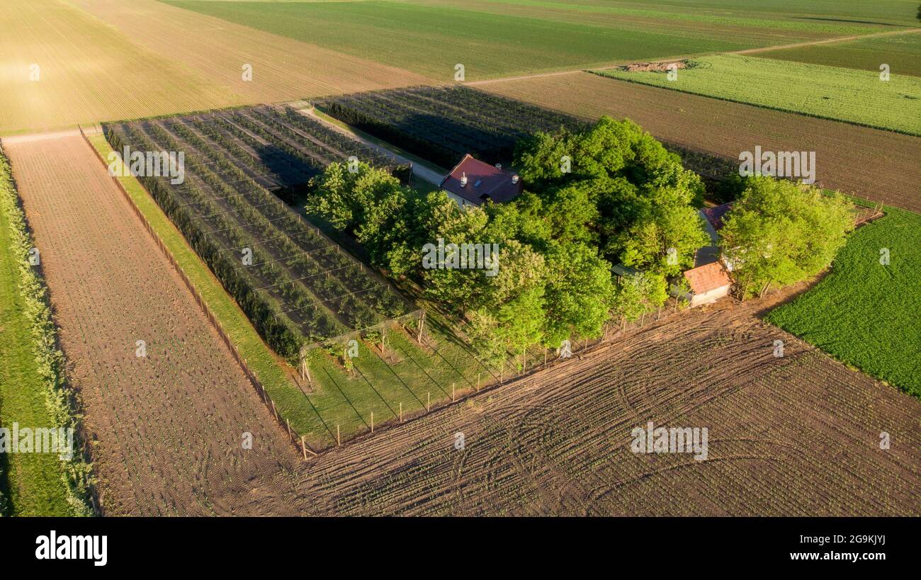 Ripe apples in an small orchard farm ready for harvesting, covered with ...