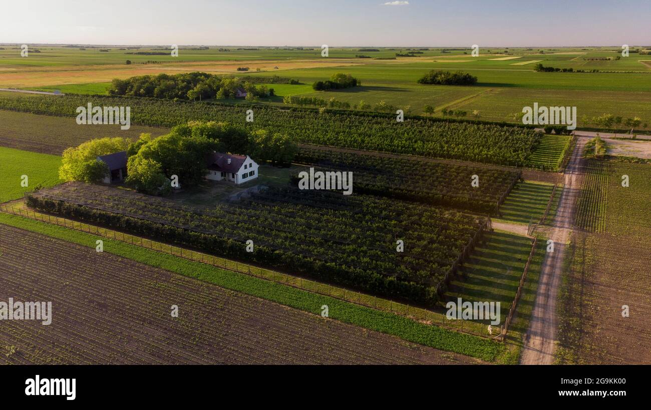 Ripe apples in an small orchard farm ready for harvesting, covered with ...