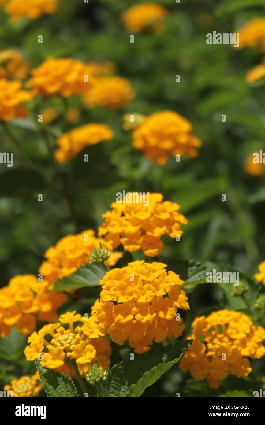 Yellow Lantana Camara Flowers in Bright Sun Stock Photo - Alamy