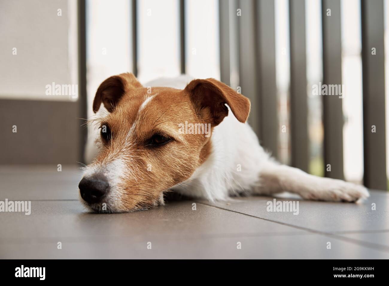 Dog with owner sad hi-res stock photography and images - Alamy