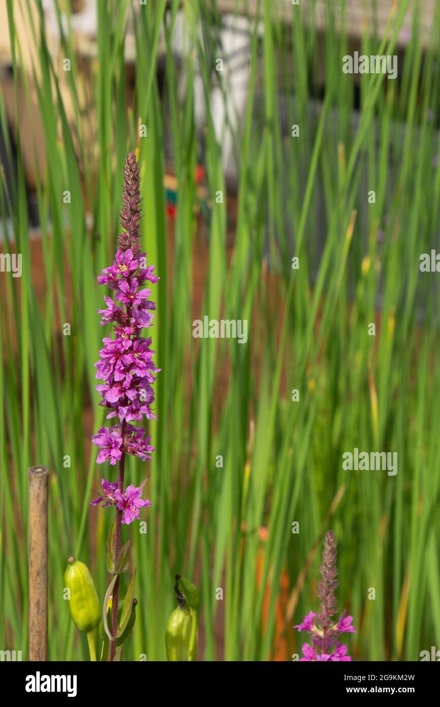 Lythrum Salicaria herbal perennial plant with reddish purple flowers ...