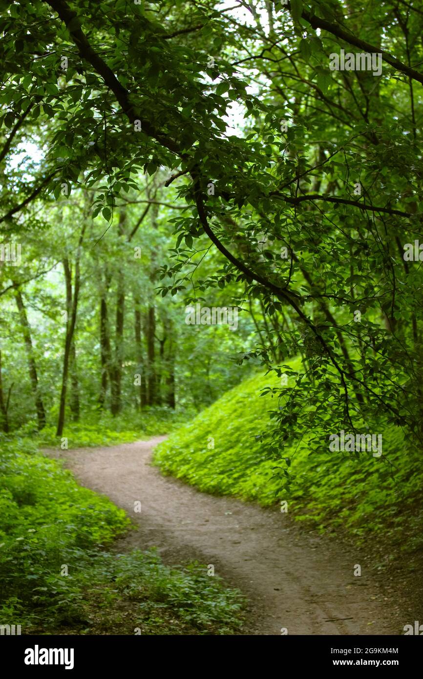 Green forest winding path. A curve footpath going into a distance in a ...