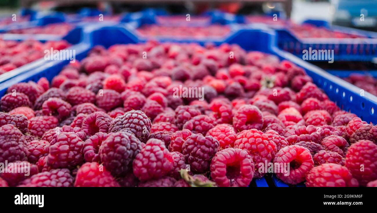 Plastic boxes with picked raspberries, stacked next to each other Stock ...