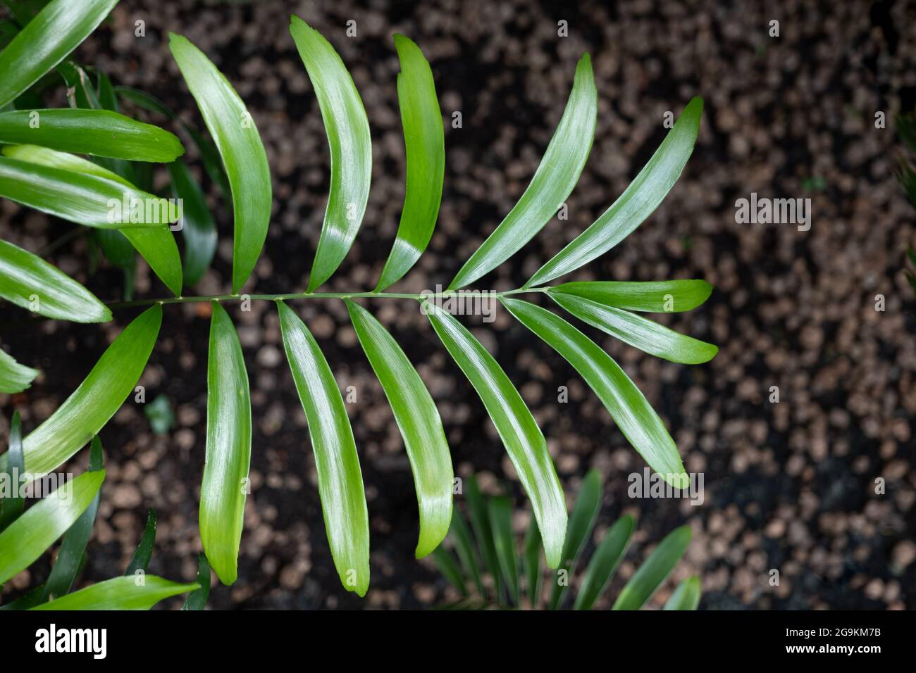 Long leaves of Zamia integrifolia L.f. ex Aiton woody cycad plant in ...