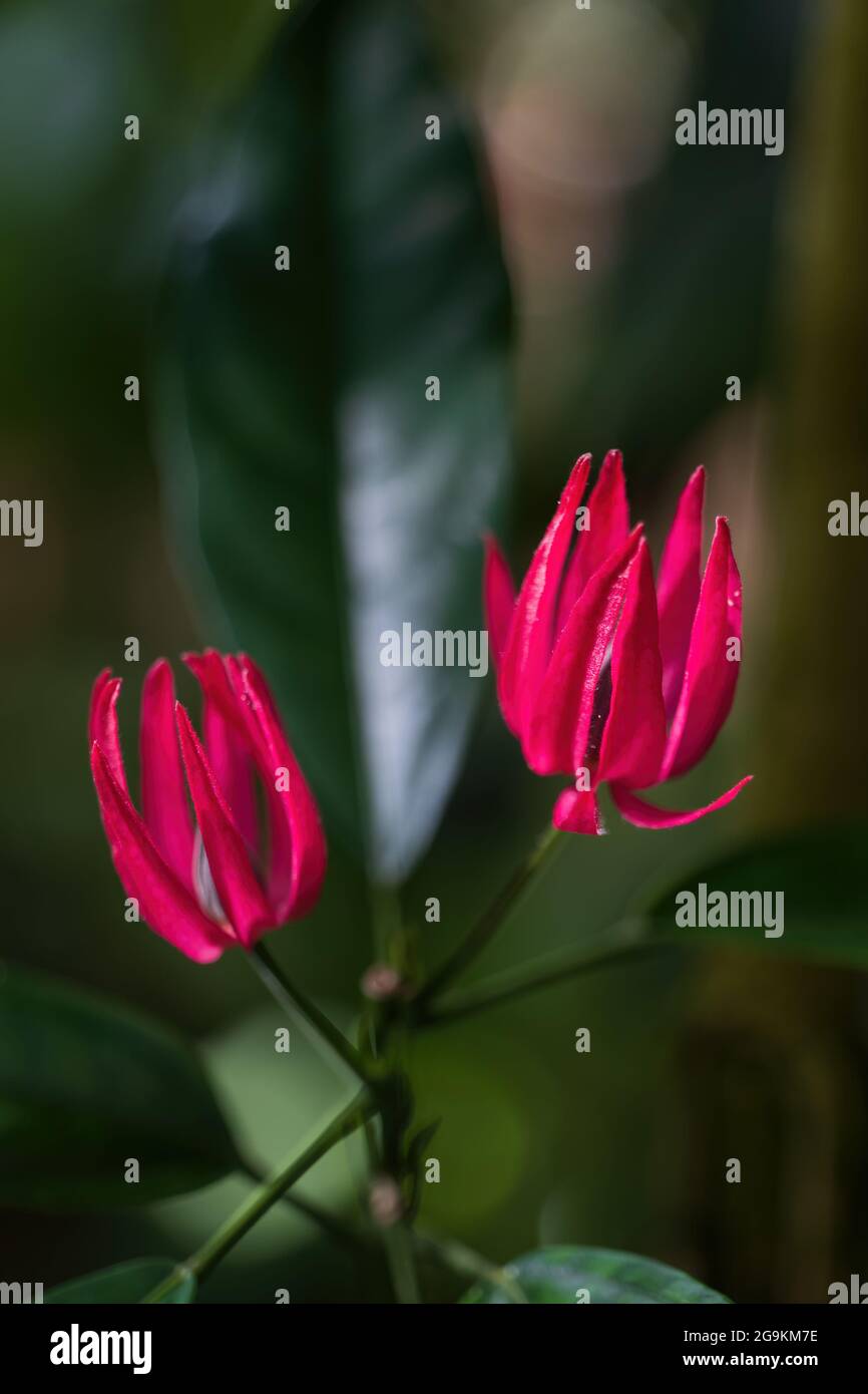 Pavonia multiflora A.St.- Hil. Brazilian candles or many flowers ...