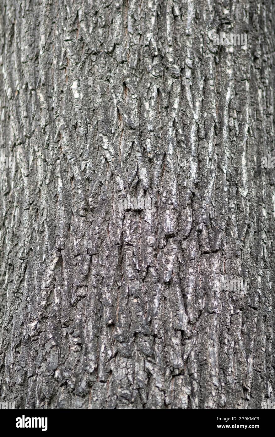 Bark texture and background of a old tree trunk. Detailed bark texture ...
