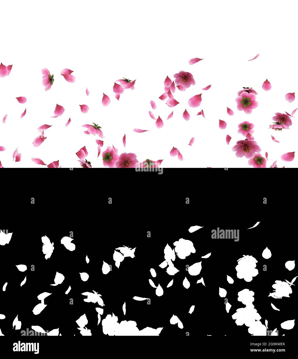 3D illustration of a pink cherry sakura flower petals flow with alpha ...
