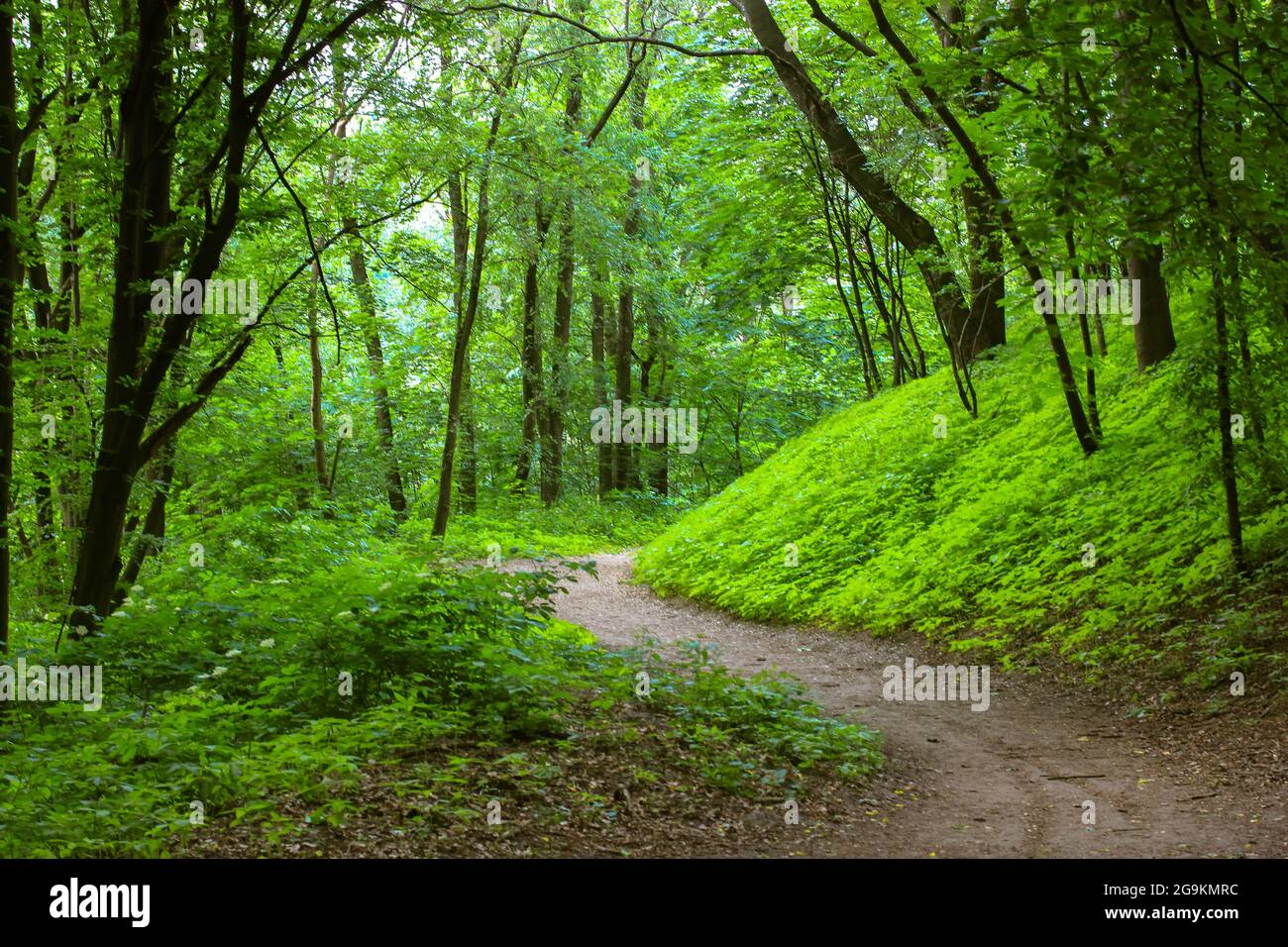 Green forest winding path. A curve footpath going into a distance in a ...
