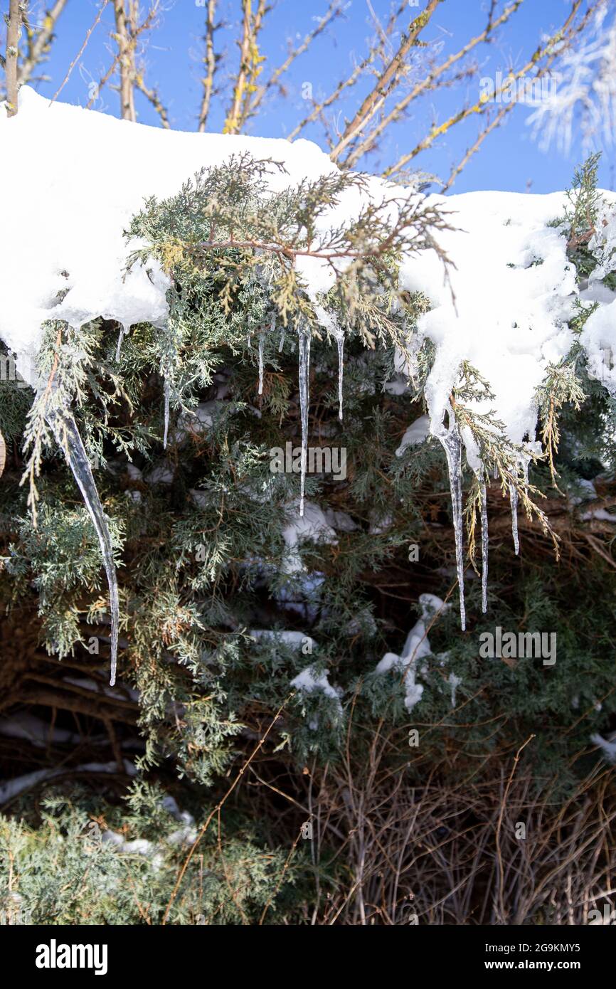 Conifer garden hi-res stock photography and images - Alamy