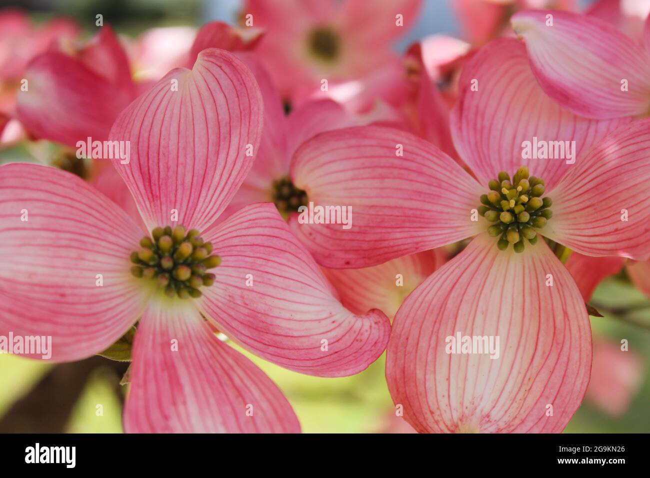 Pink Dogwood Flowers in full bloom Stock Photo - Alamy