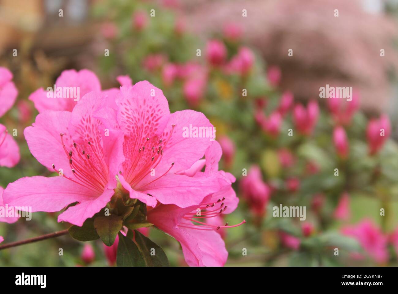 Azalea Flowers with Vintage Pink Bokeh Stock Photo - Alamy