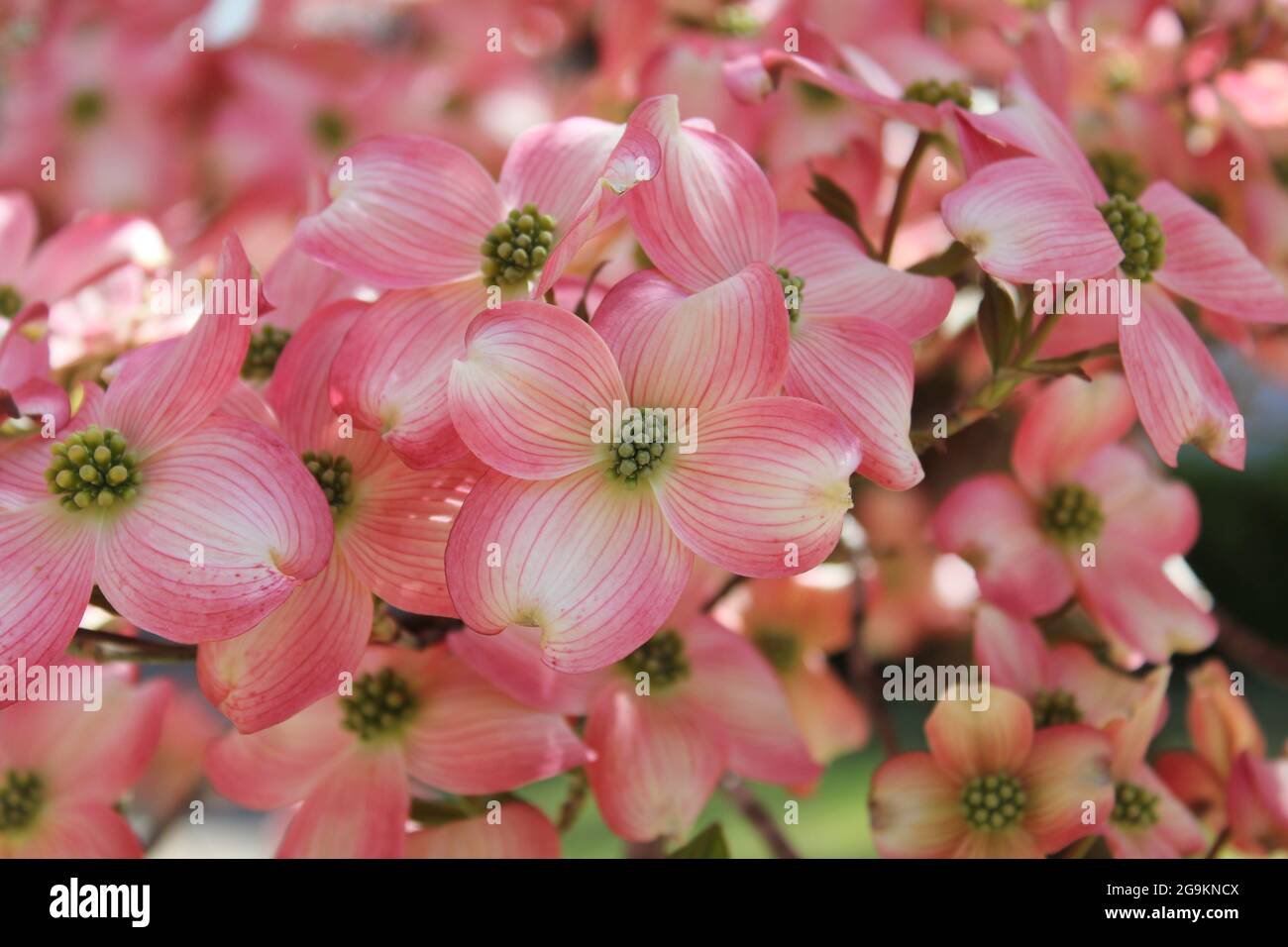 Pink Dogwood Flowers in full bloom Stock Photo - Alamy