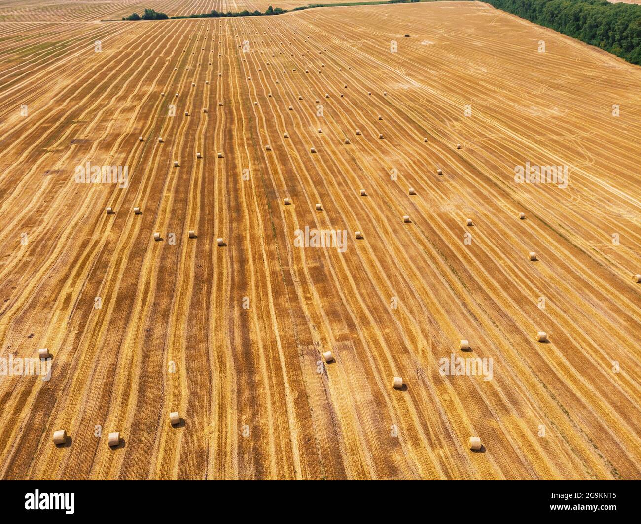 Aerial view of harvested wheat field. Haystacks lay upon the ...