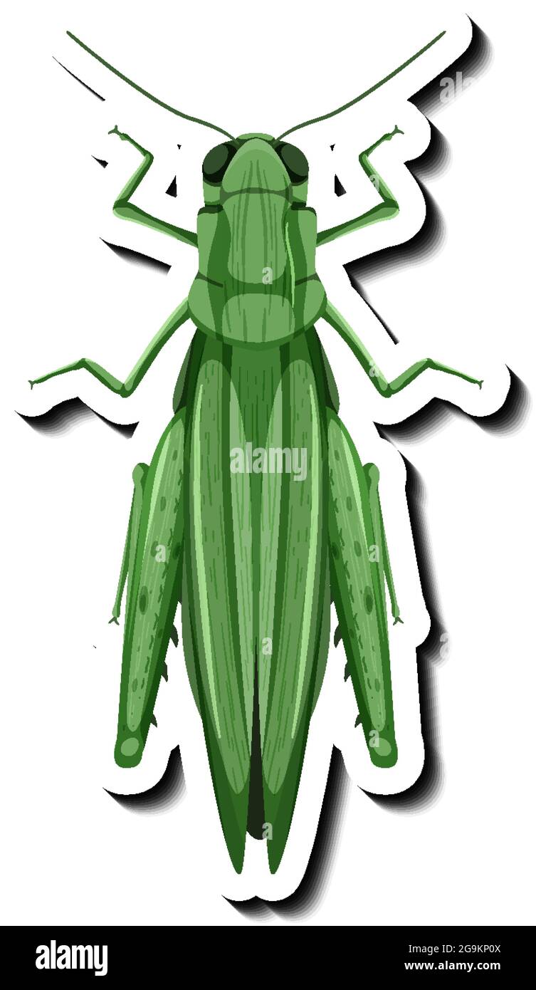 A sticker template with top view of a grasshopper isolated illustration ...