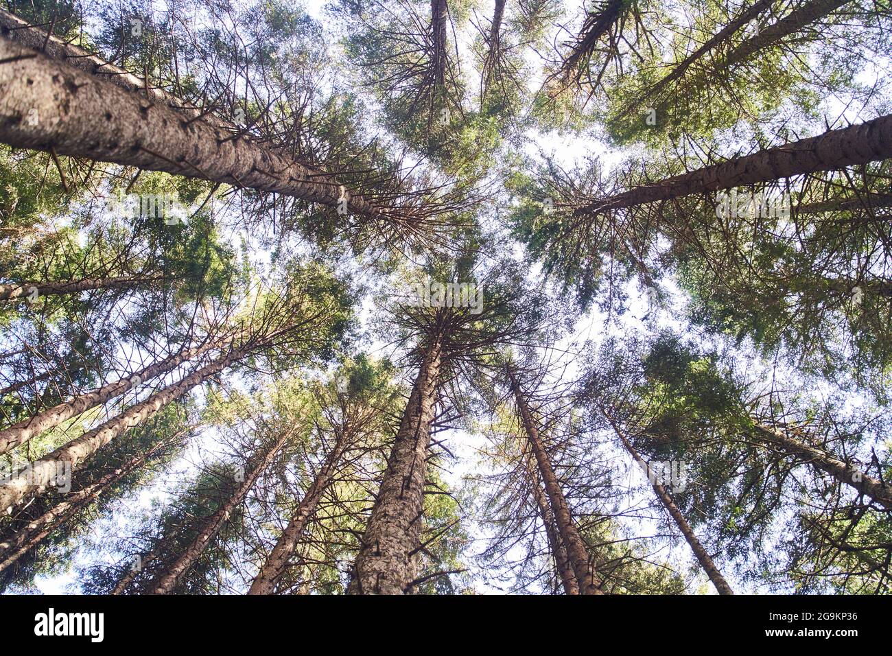 Looking up pine trees crowns branches in woods or forest. Tops of trees ...