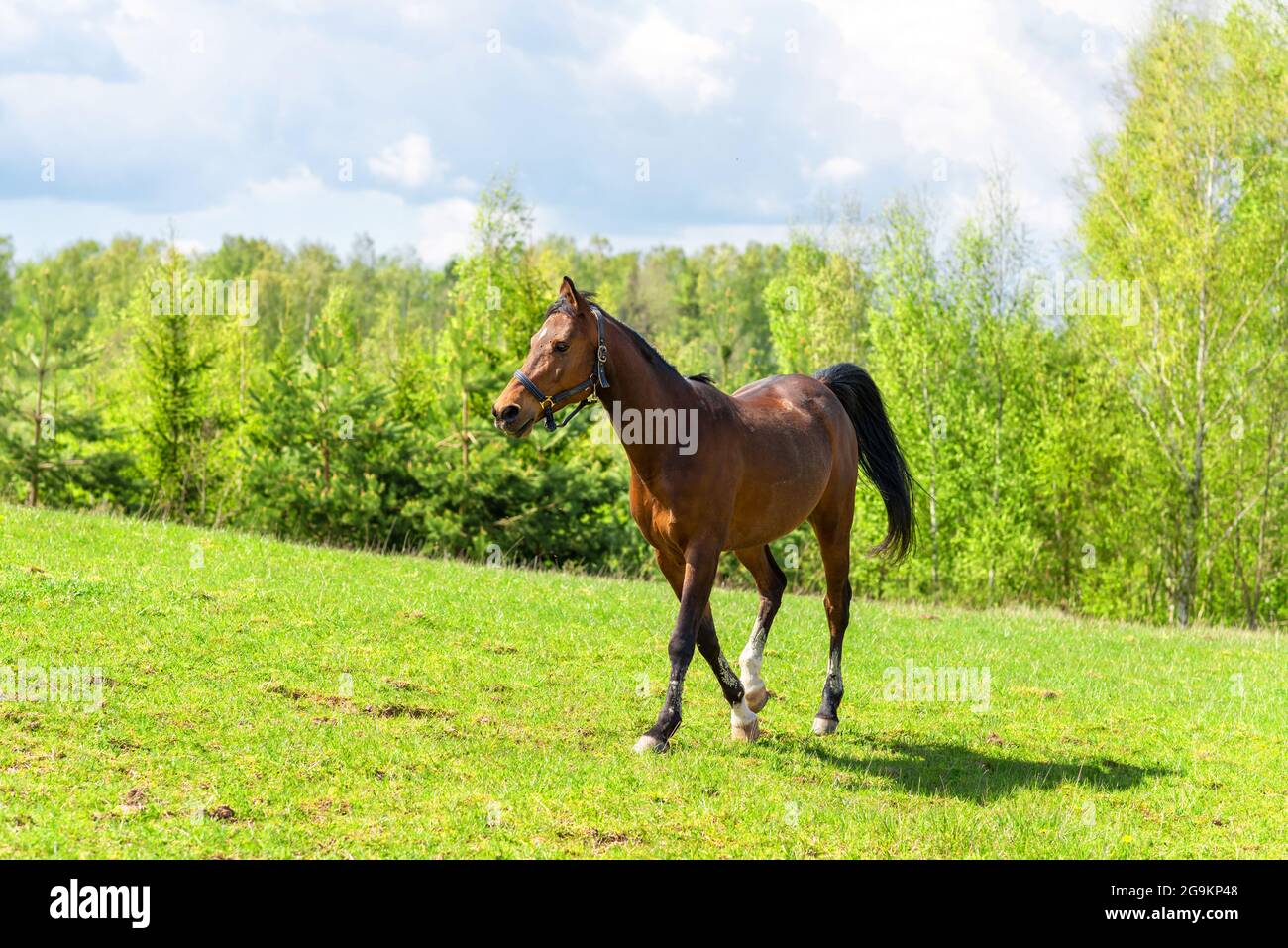 Beautiful young horse walking on the field or pasture.Brown Horse ...