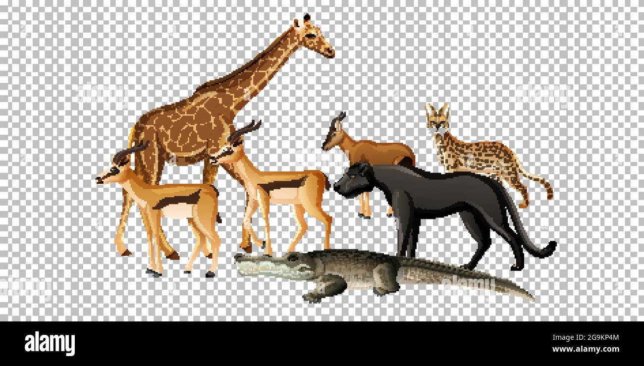 Group of wild african animal on transparent background illustration ...