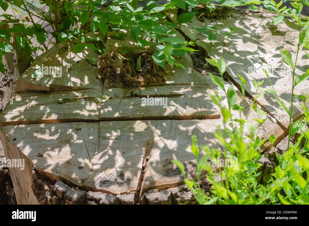 Seedling cross section hi-res stock photography and images - Alamy