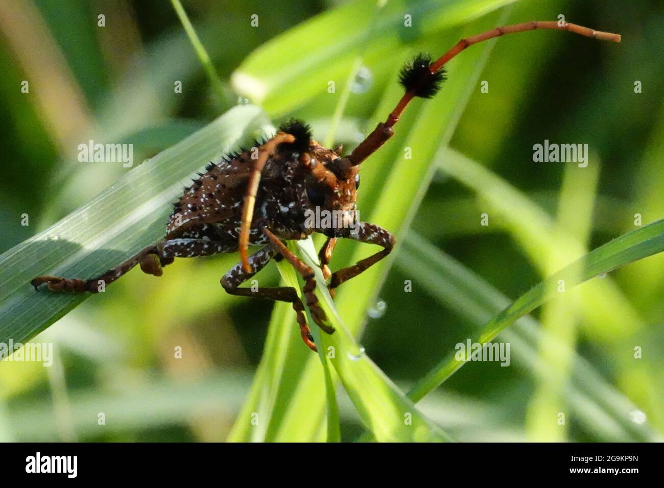Predatory leaf plants hi-res stock photography and images - Alamy