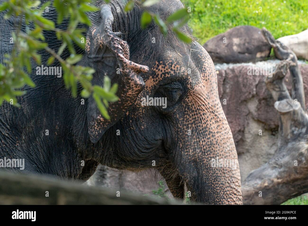 Closeup shot of an old elephant head with face skin pigmentation Stock ...