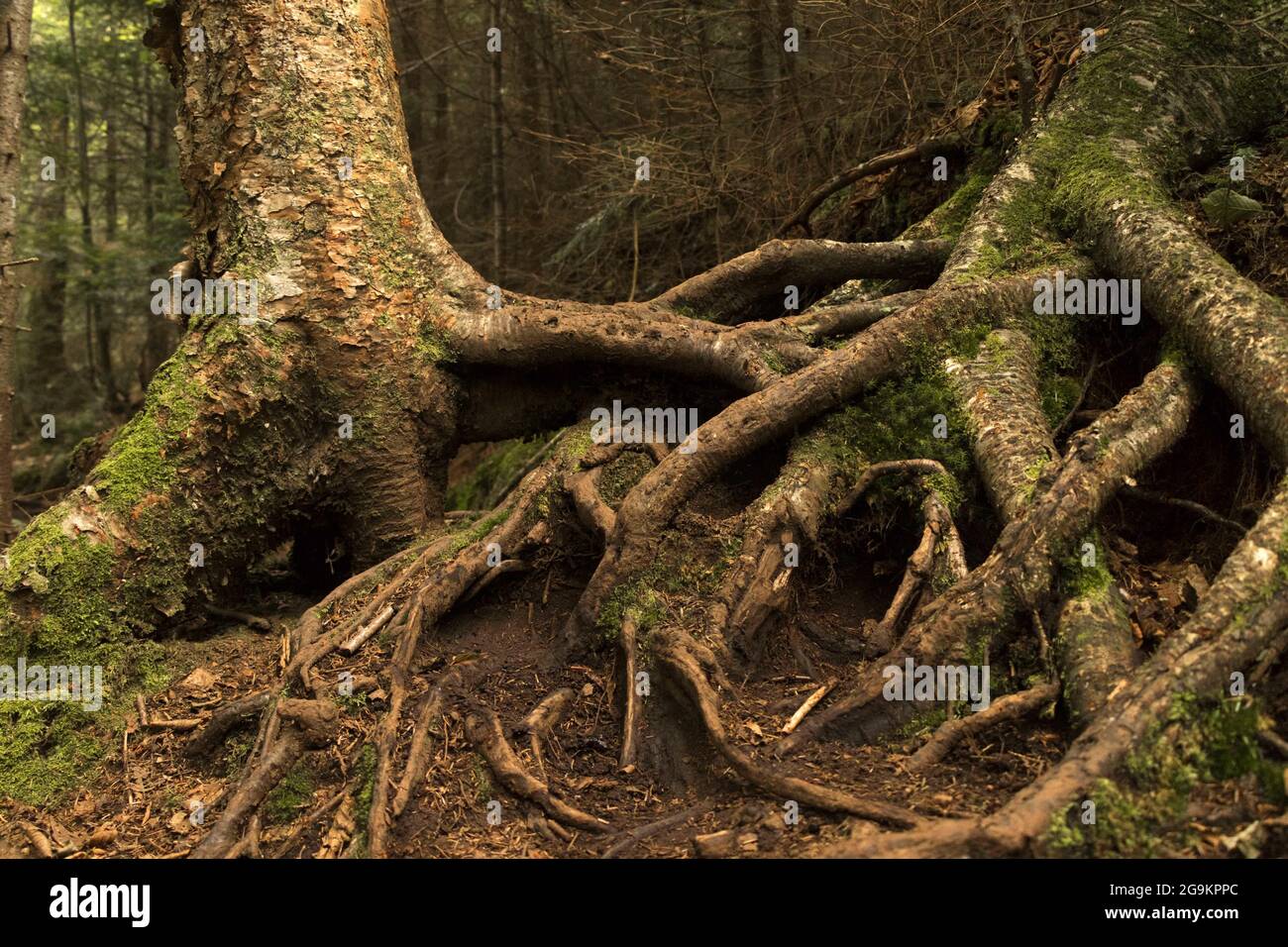 Closeup shot of aged trees with long roots Stock Photo - Alamy