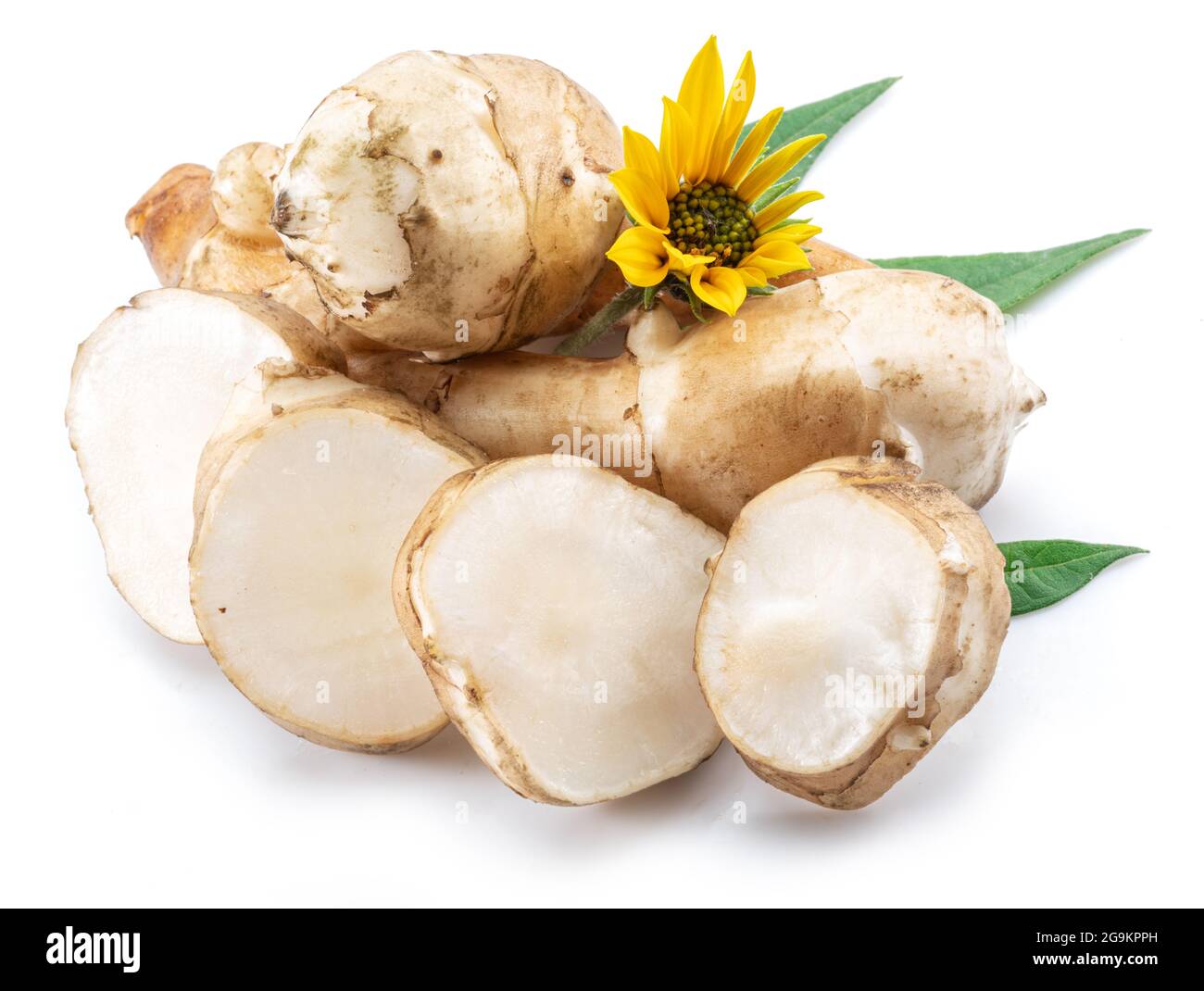 Jerusalem artichoke roots with leaves and flower of Jerusalem artichoke ...