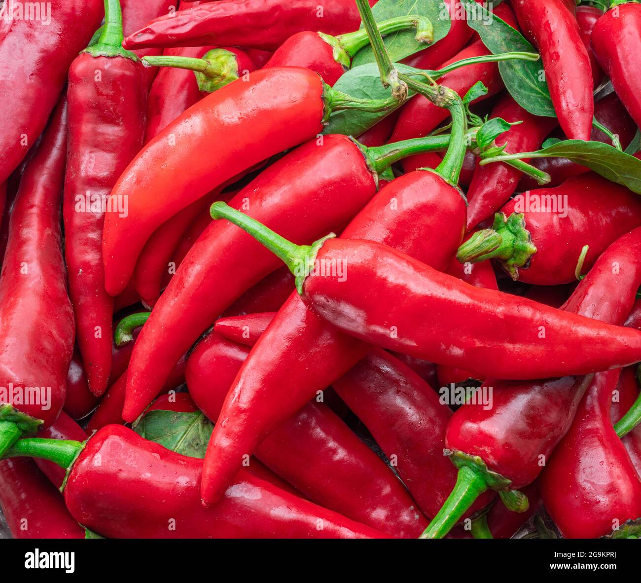 Lot of fresh red chilli peppers. Food background Stock Photo - Alamy