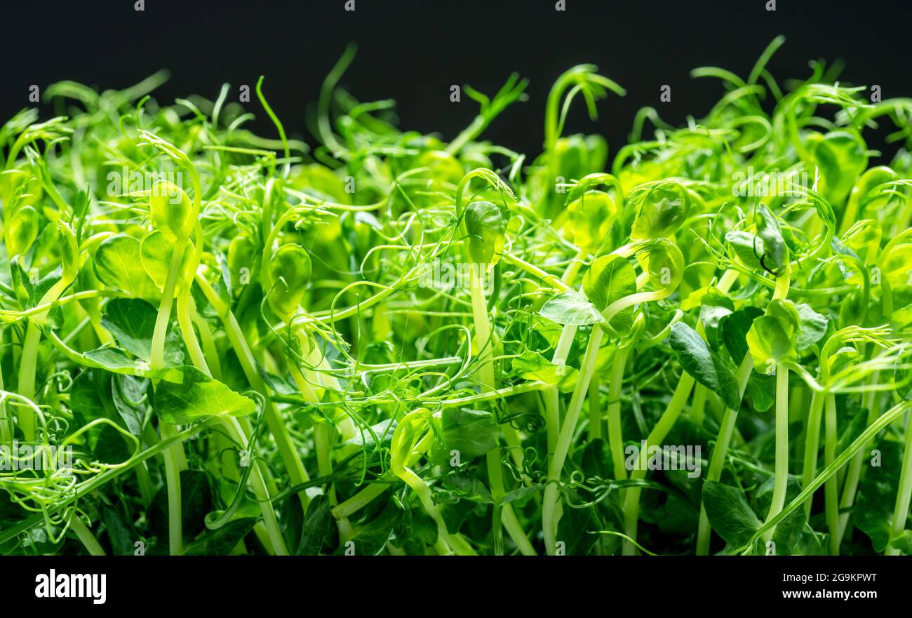 Sprouted seeds of pea isolated on black background. Microgreens as a ...