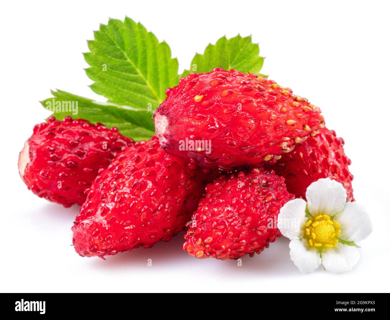 Ripe red wild strawberry with strawberries leaves isolated on white ...