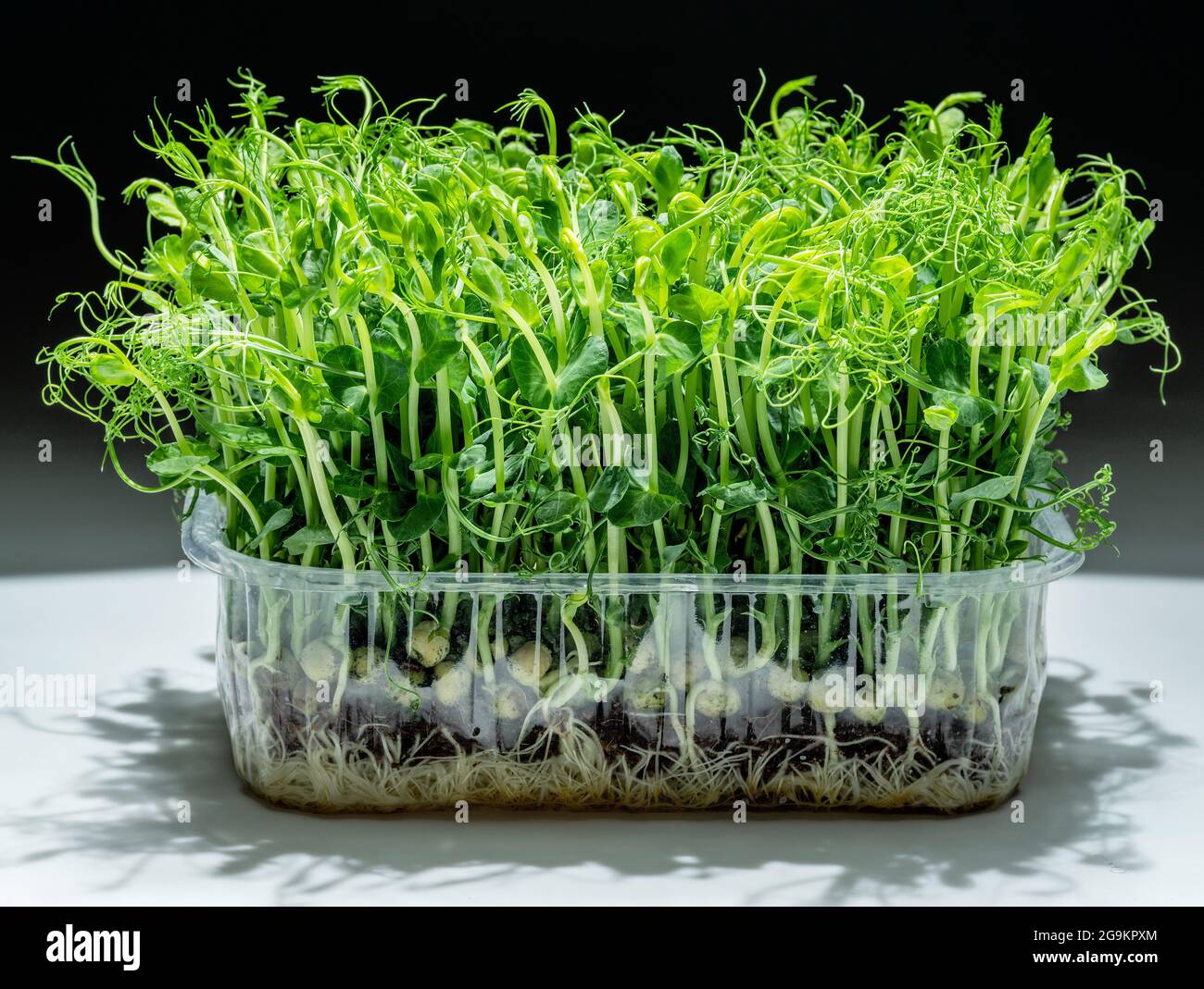 Sprouted seeds of pea on white table isolated on black background ...