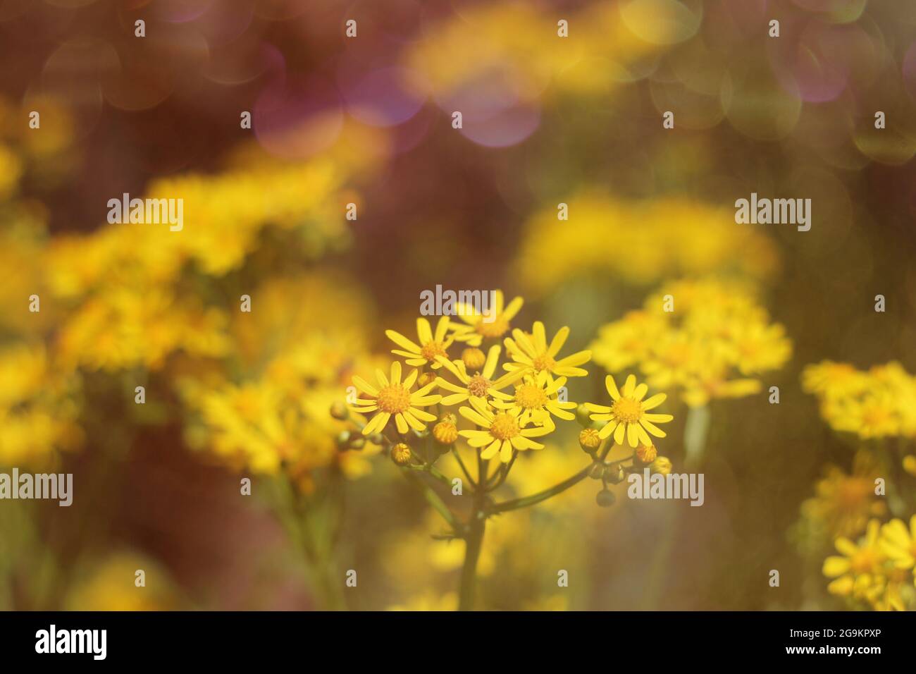 Cressleaf Groundsel Yellow Flowers Packera glabella in Summer Meadow ...