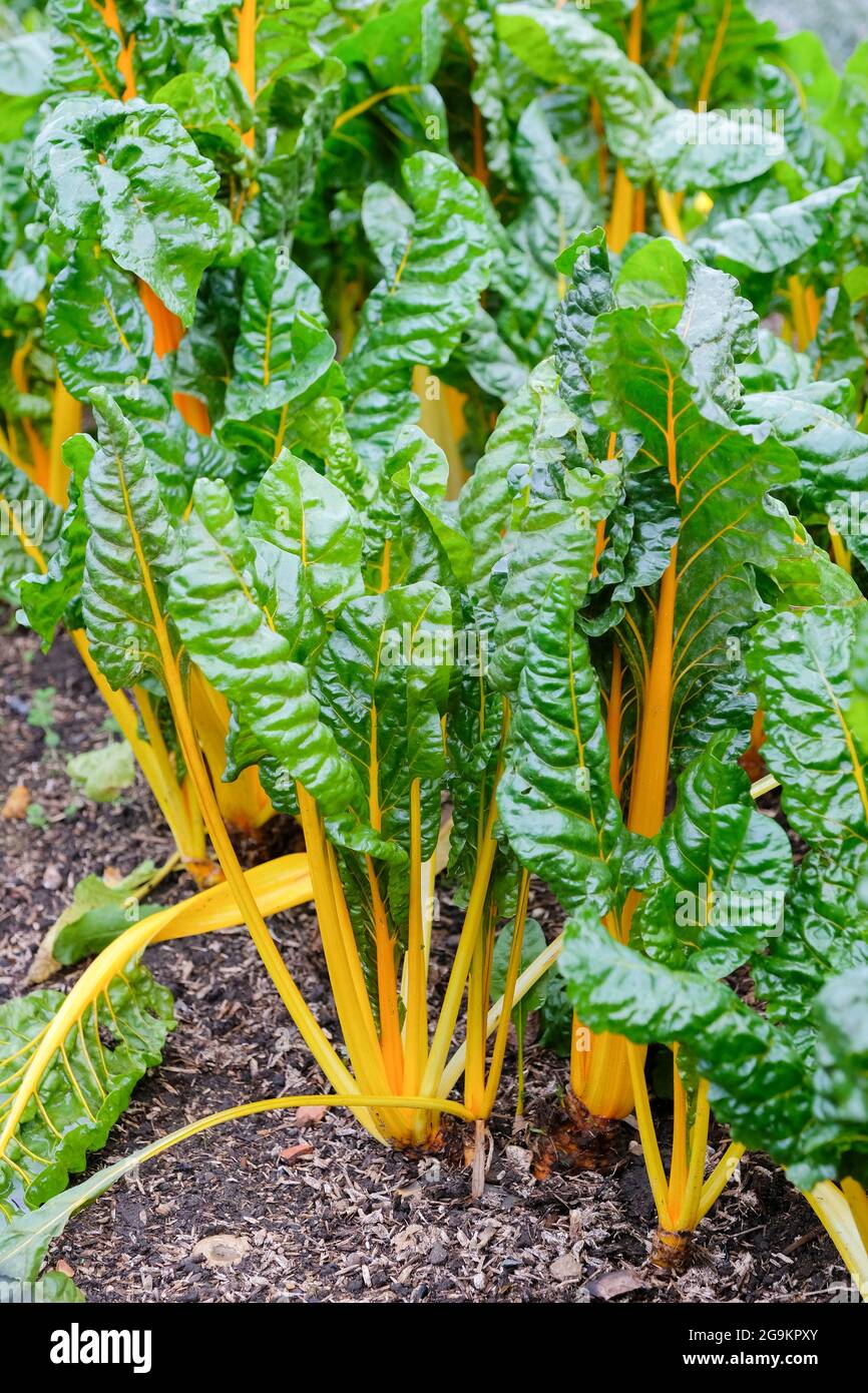 Beta vulgaris sub-species cicla Chard 'Bright yellow'. Chard, rainbow ...