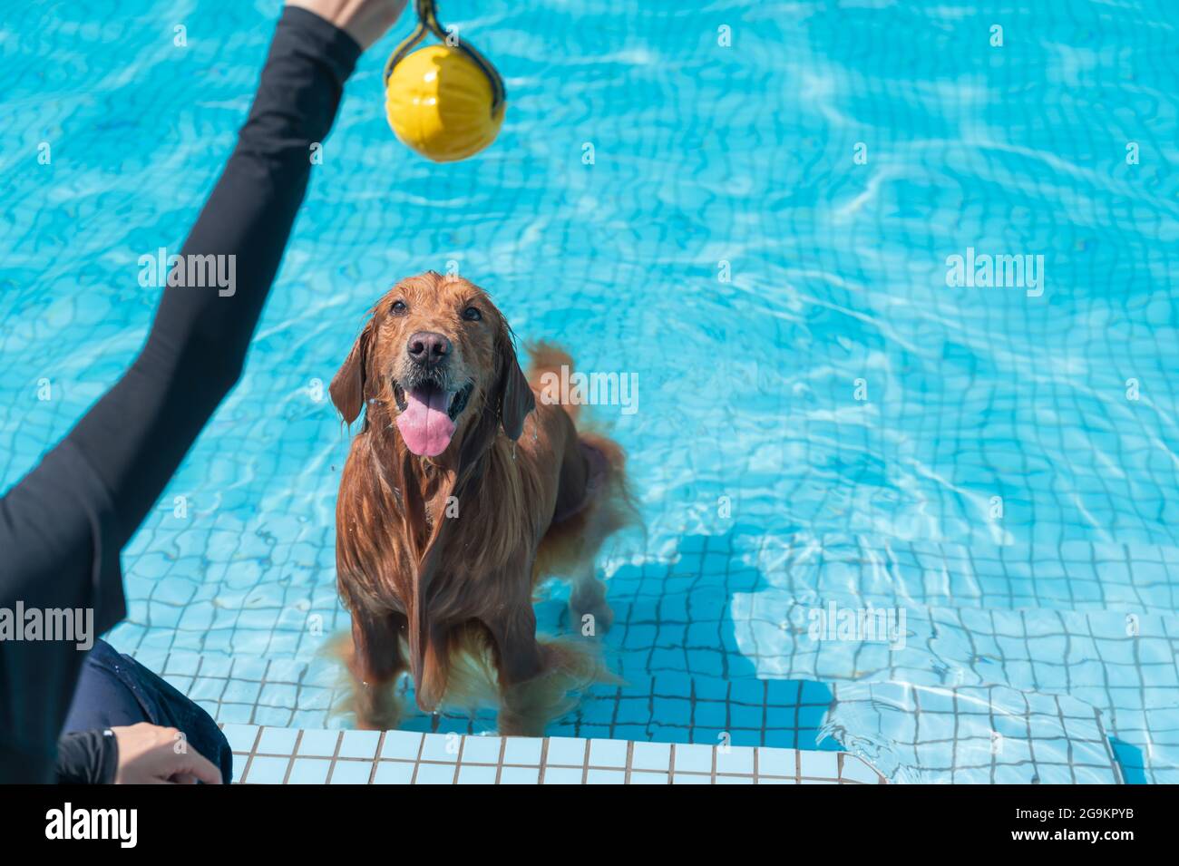 Golden Retriever playing in the pool Stock Photo - Alamy