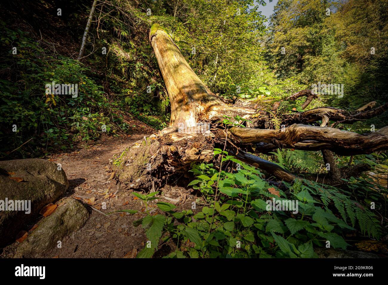 The forest rots hi-res stock photography and images - Alamy