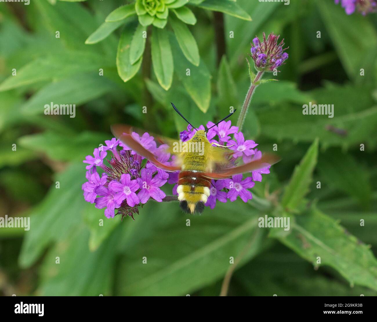 Hemaris thysbe, the hummingbird clearwing moth of the family Sphingidae ...
