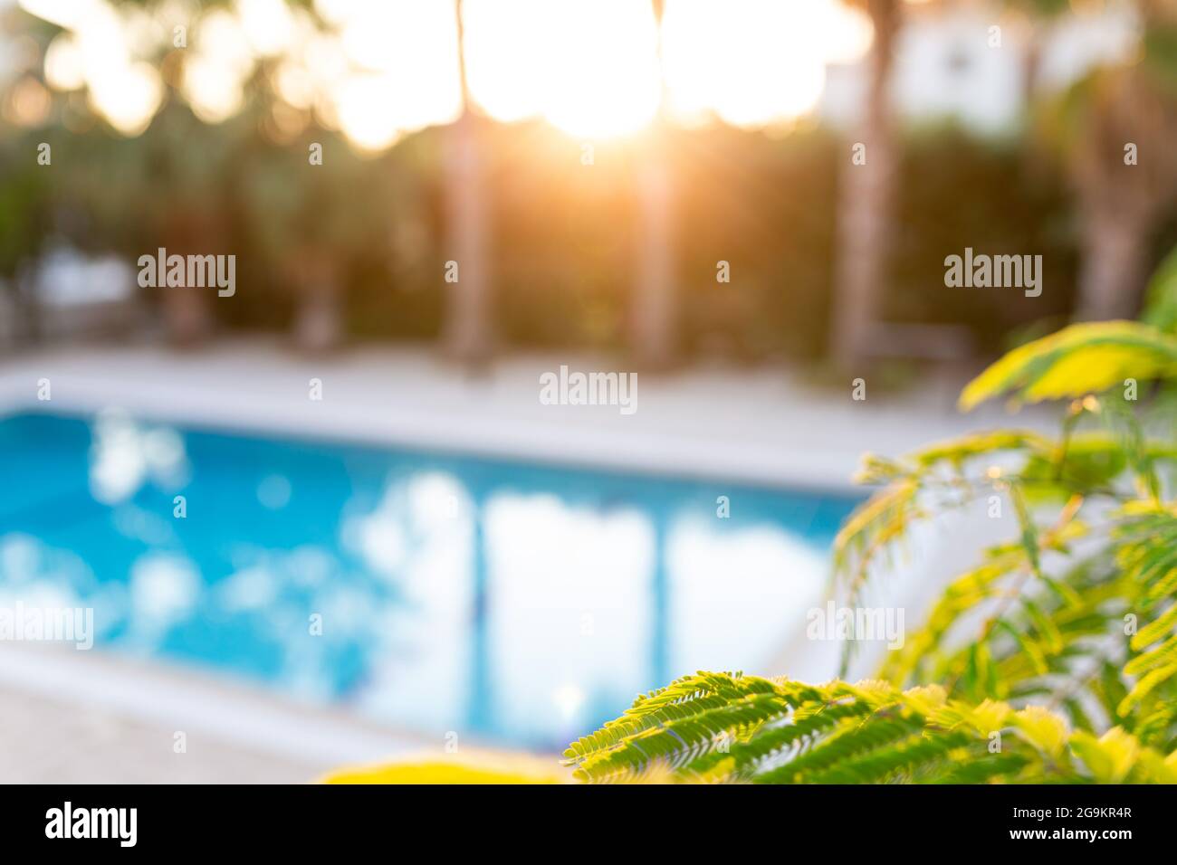 Swimming pool backdrop palm tree hi-res stock photography and images ...